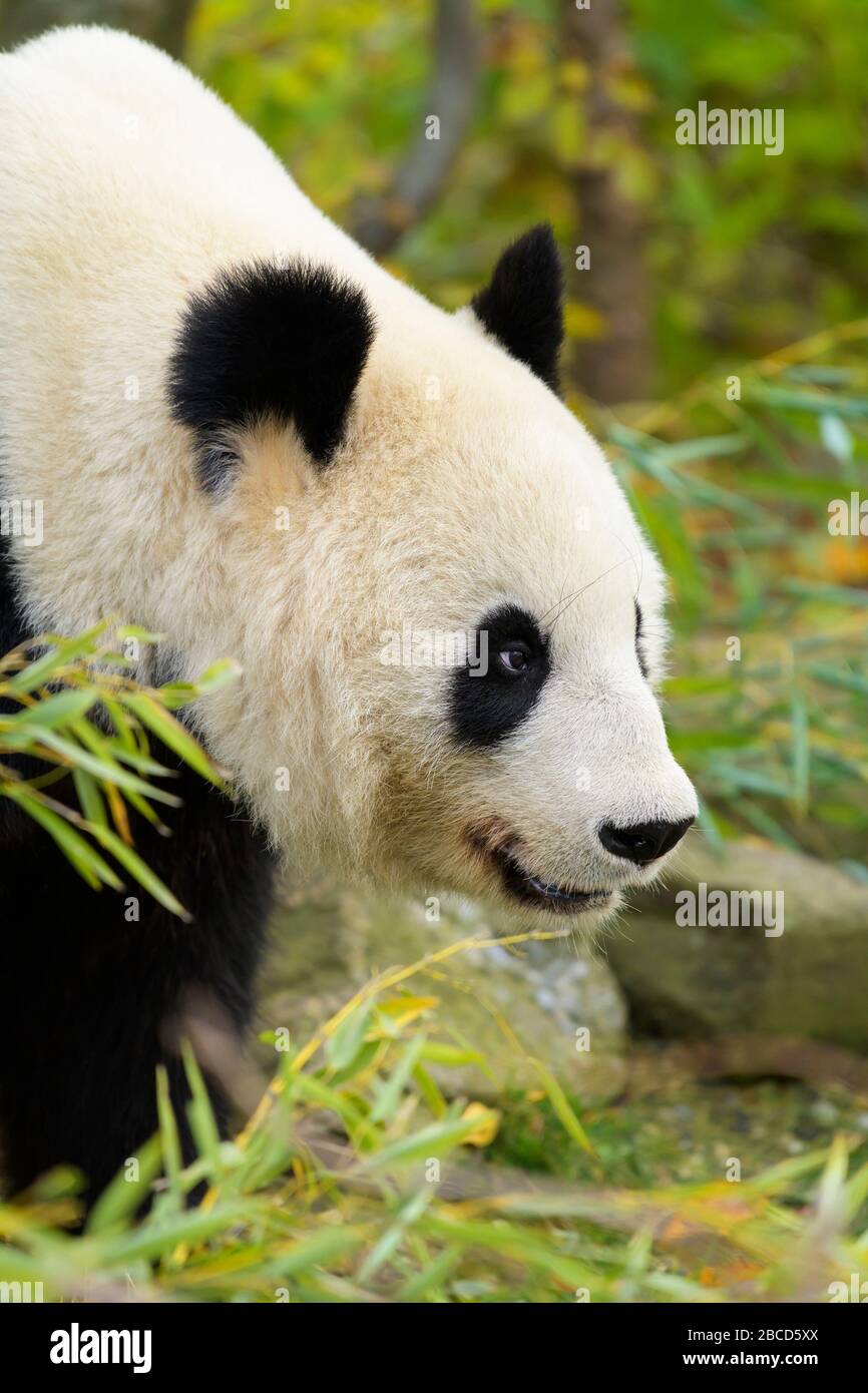 Giant Panda, ailuropoda melanoleuca Stock Photo - Alamy