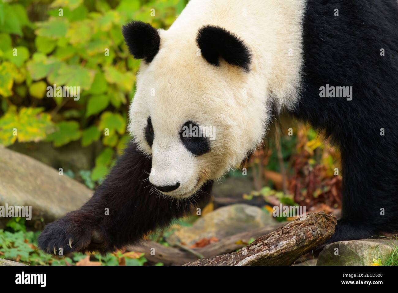 Giant Panda, ailuropoda melanoleuca Stock Photo - Alamy