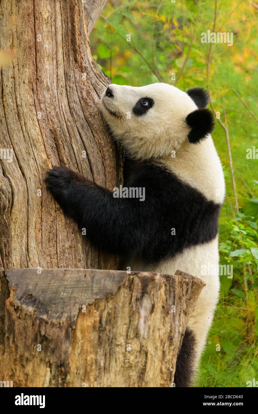 Giant Panda, ailuropoda melanoleuca Stock Photo - Alamy