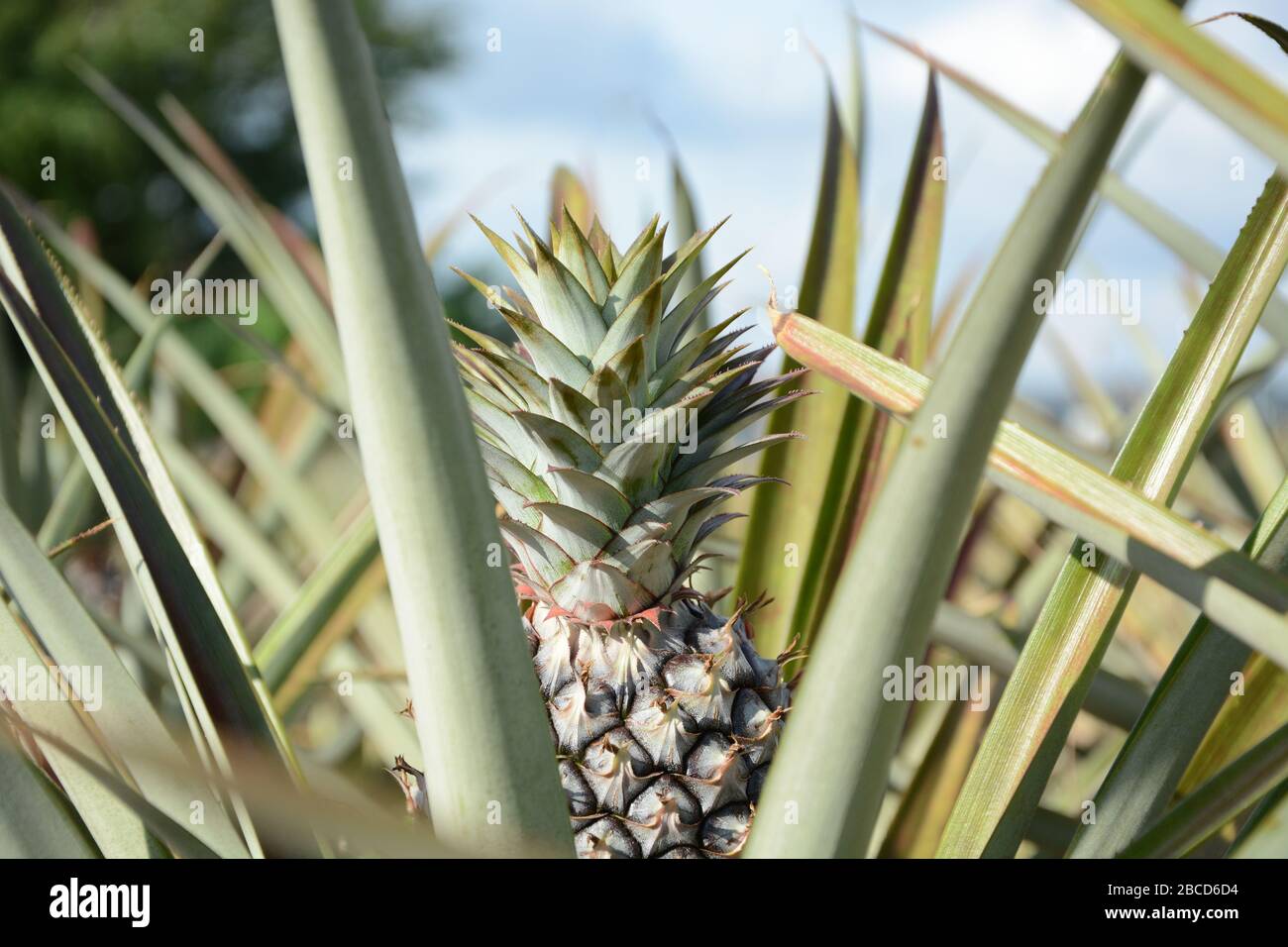 Pineapple farm thailand hi-res stock photography and images - Alamy