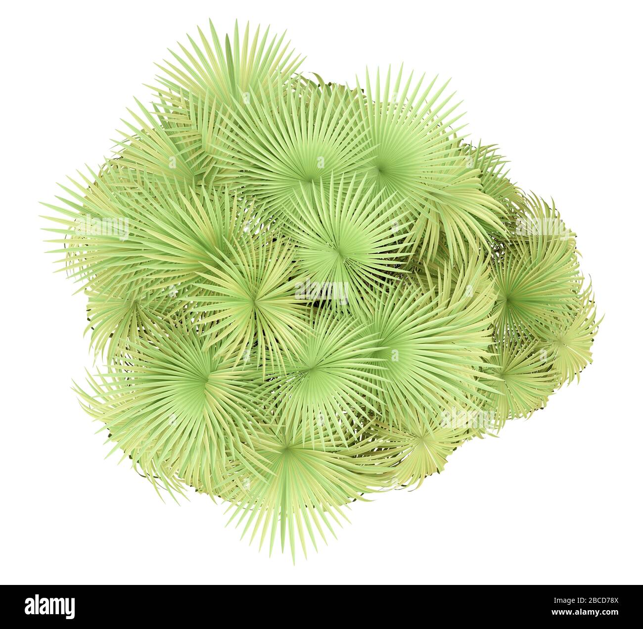 california palm tree isolated on white background. top view. 3d ...