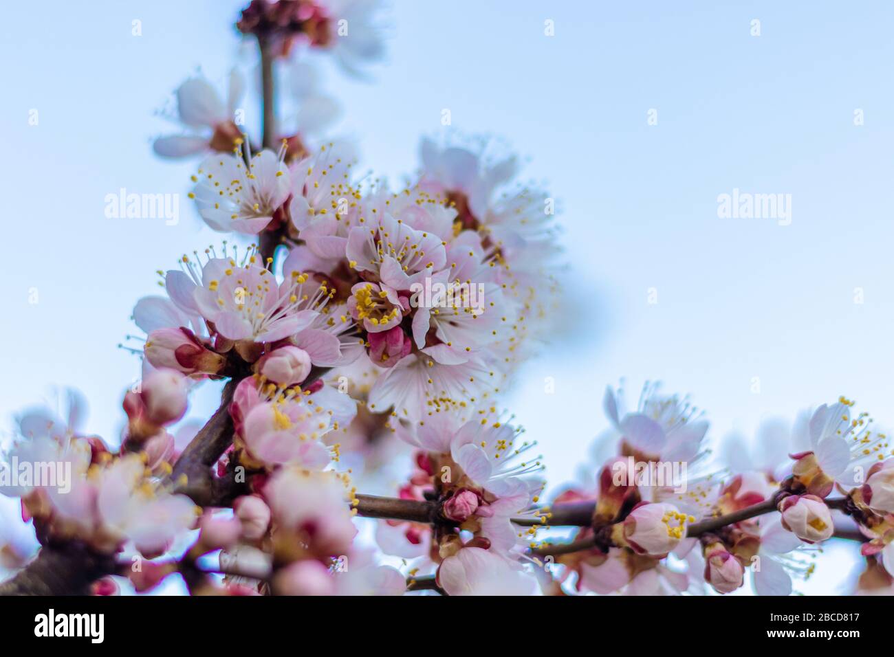 Apricot tree blooms in spring hi-res stock photography and images - Alamy