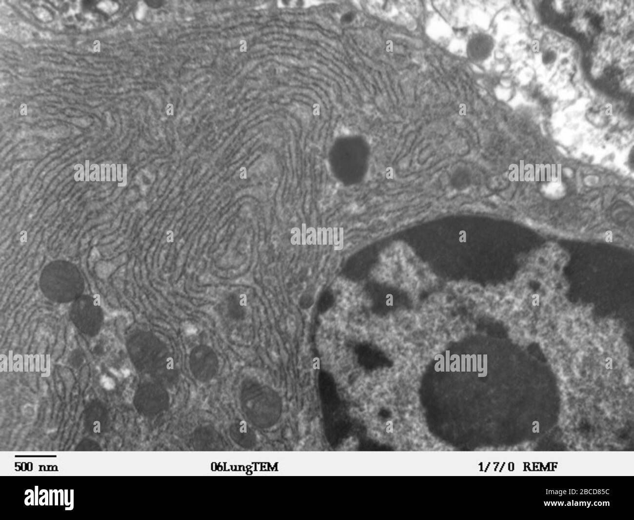 Mammalian lung tissue hi-res stock photography and images - Alamy