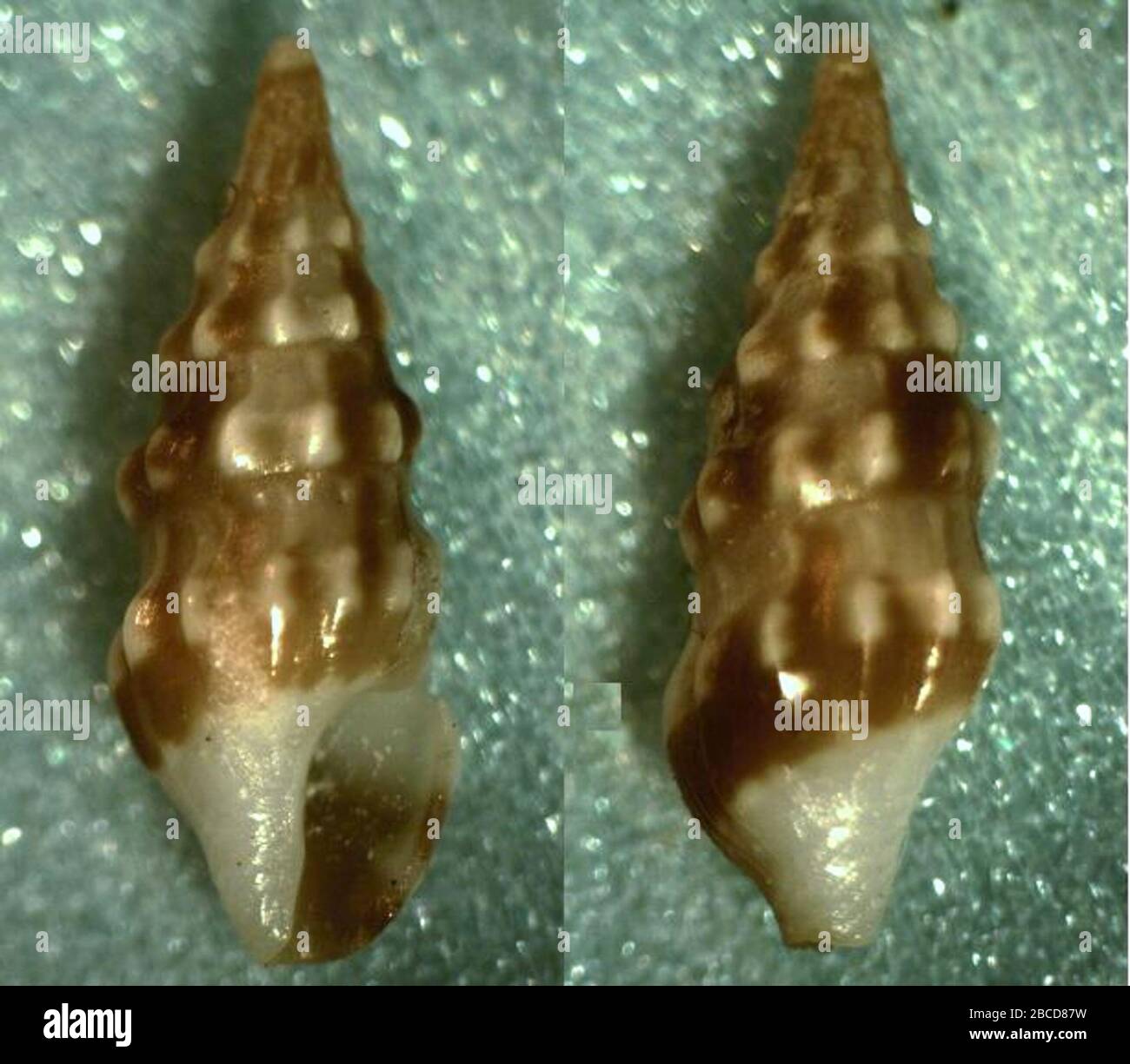 Drilliidae hi-res stock photography and images - Alamy