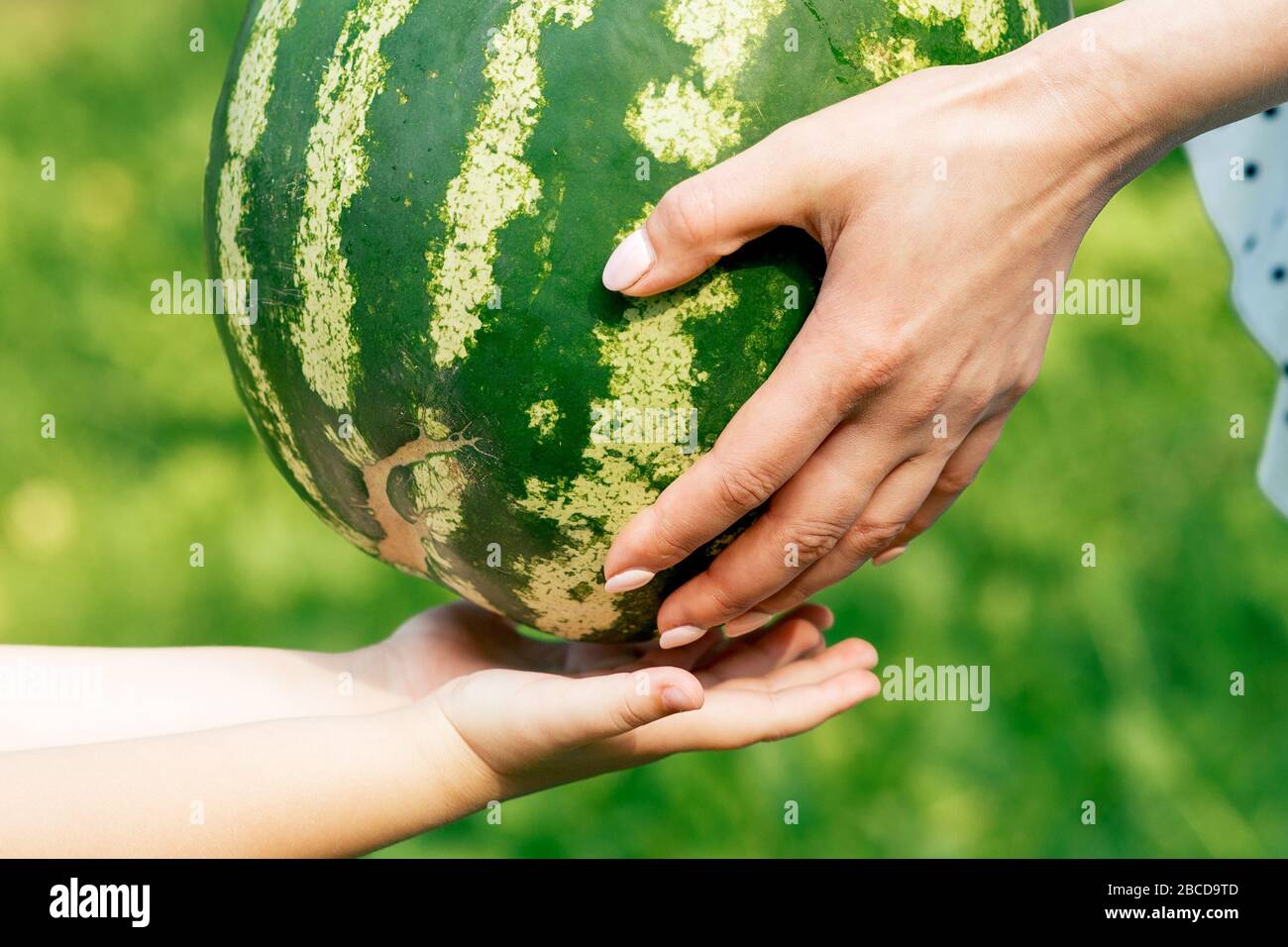 Woman's hands are giving to child's hands a whole watermelon close up ...