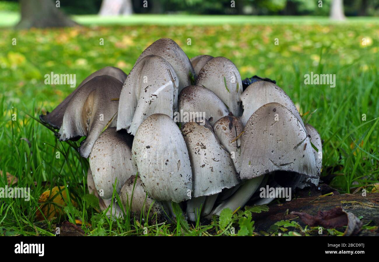 Common ink cap hi-res stock photography and images - Alamy