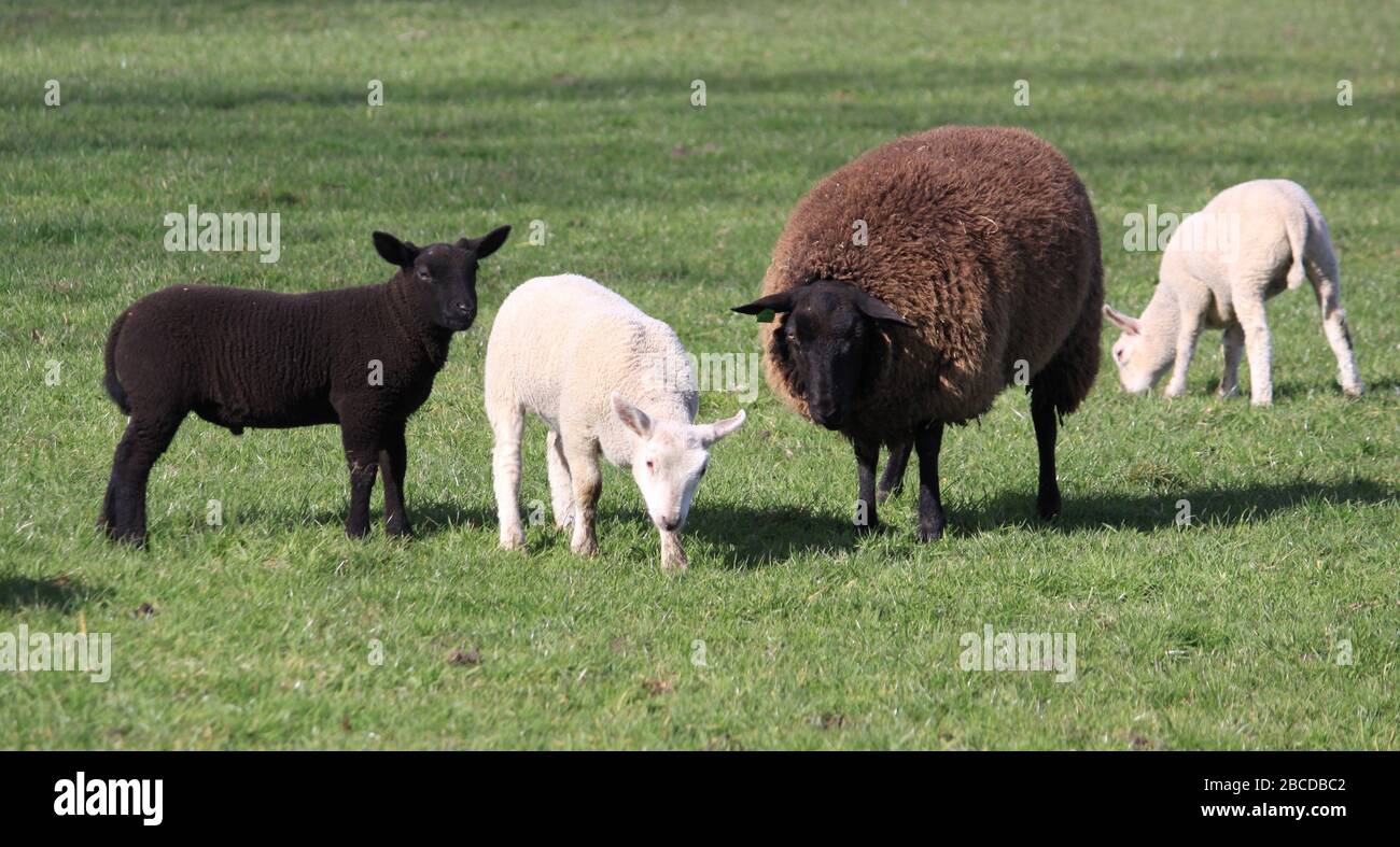 color mix sheep and lambs brown, black and white in grass pasture Stock ...