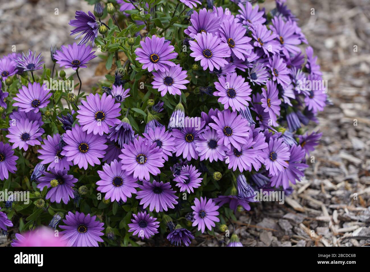 Colourful African daisy in Australia Stock Photo - Alamy