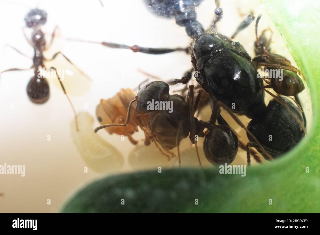 Red ant larvae hi-res stock photography and images - Alamy
