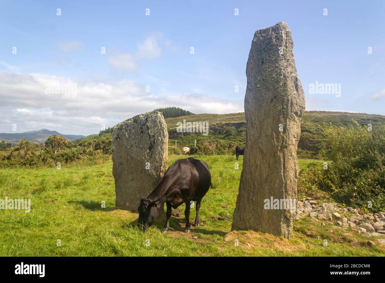 Neolithic Cow High Resolution Stock Photography and Images - Alamy