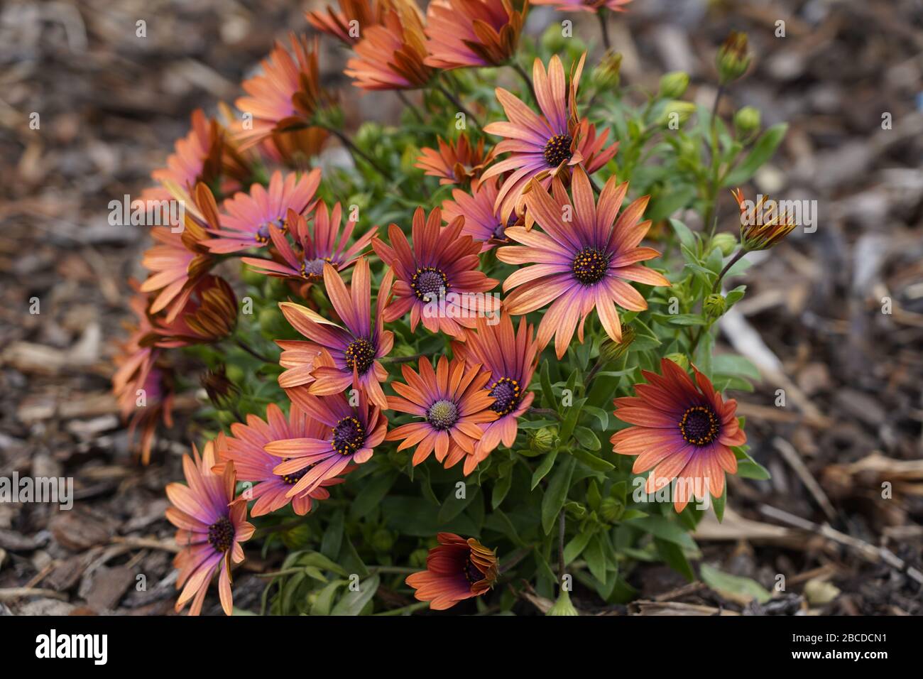 Colourful African daisy in Australia Stock Photo - Alamy