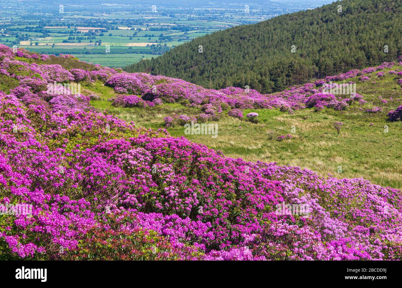 Slopes of Knockmealdown Mountains covered with vast swaths of blooming ...