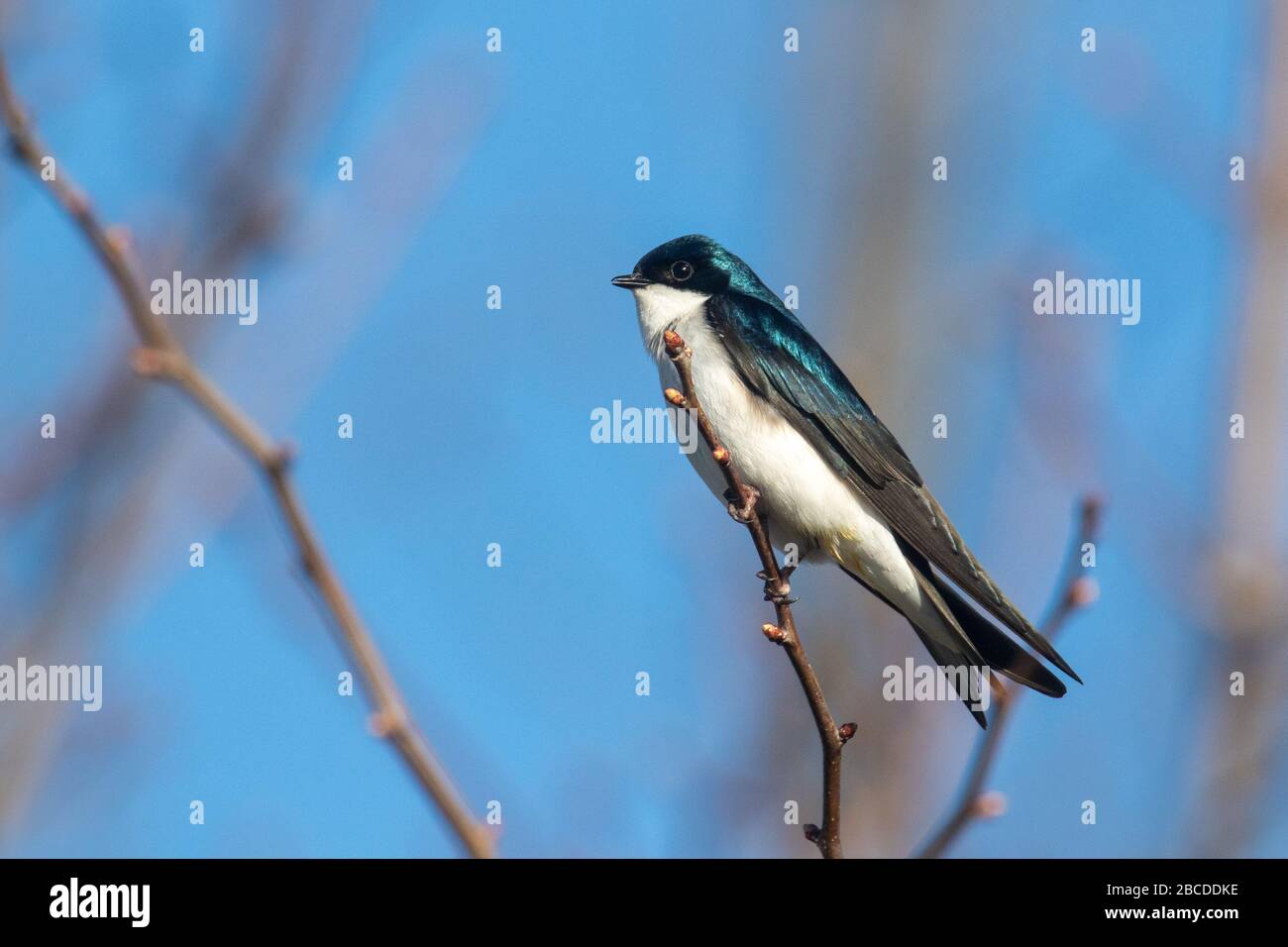Bicolor tree hi-res stock photography and images - Alamy