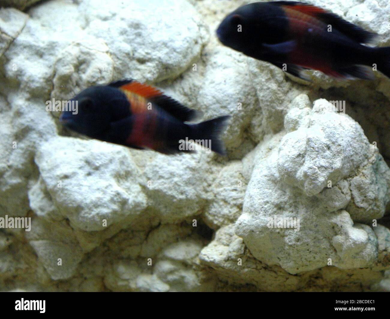 Tropheus hi-res stock photography and images - Alamy