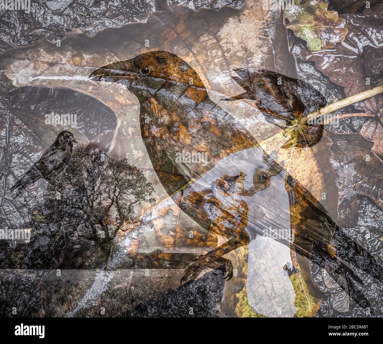 Collage of Crows and autumn leaf Stock Photo - Alamy
