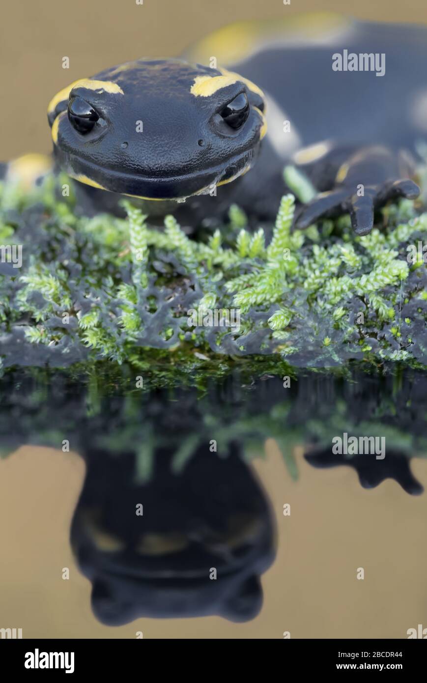 Salamandra salamandra venom hi-res stock photography and images - Alamy