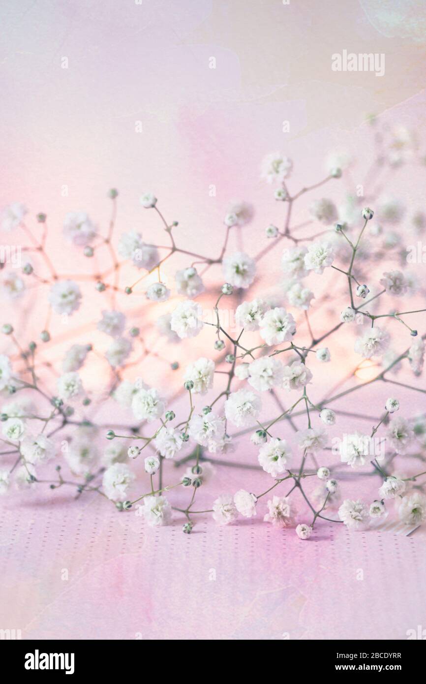 Babys breathe flowers hi-res stock photography and images - Alamy