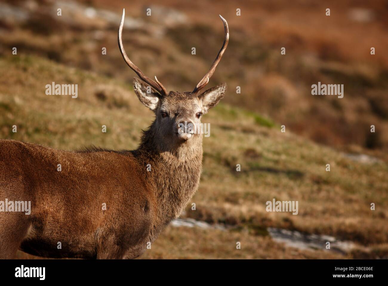 Red stag scotland sky hi-res stock photography and images - Alamy