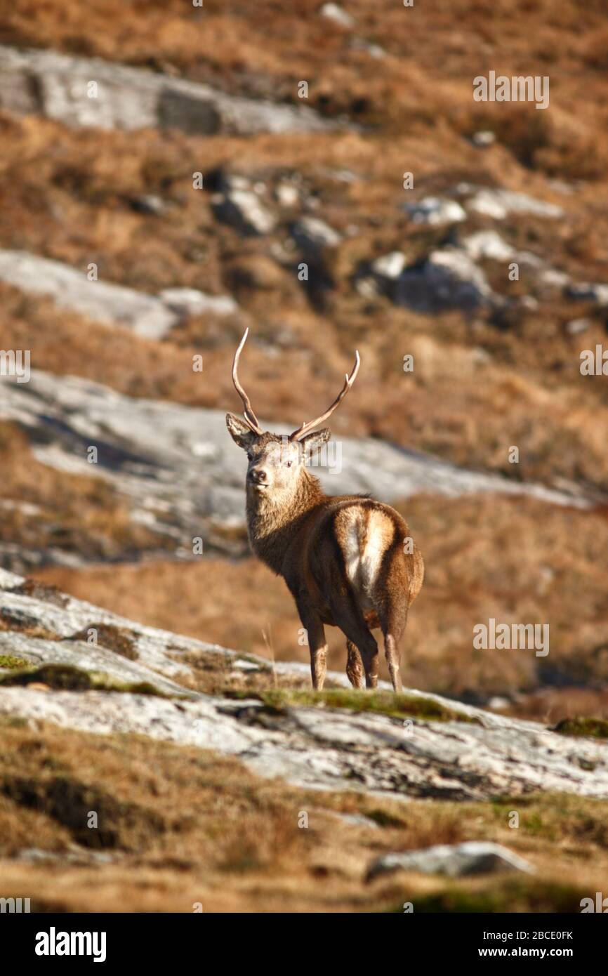 Harris stag hi-res stock photography and images - Alamy