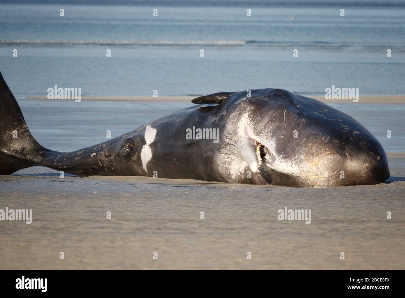 A sperm whale washes up on shore due to fishing nets in stomach Stock ...