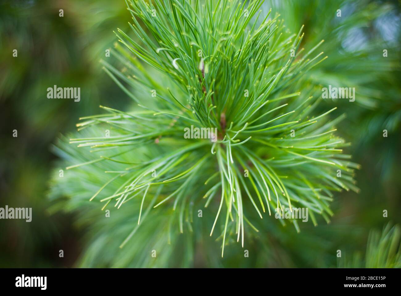 Pinus needles hi-res stock photography and images - Alamy