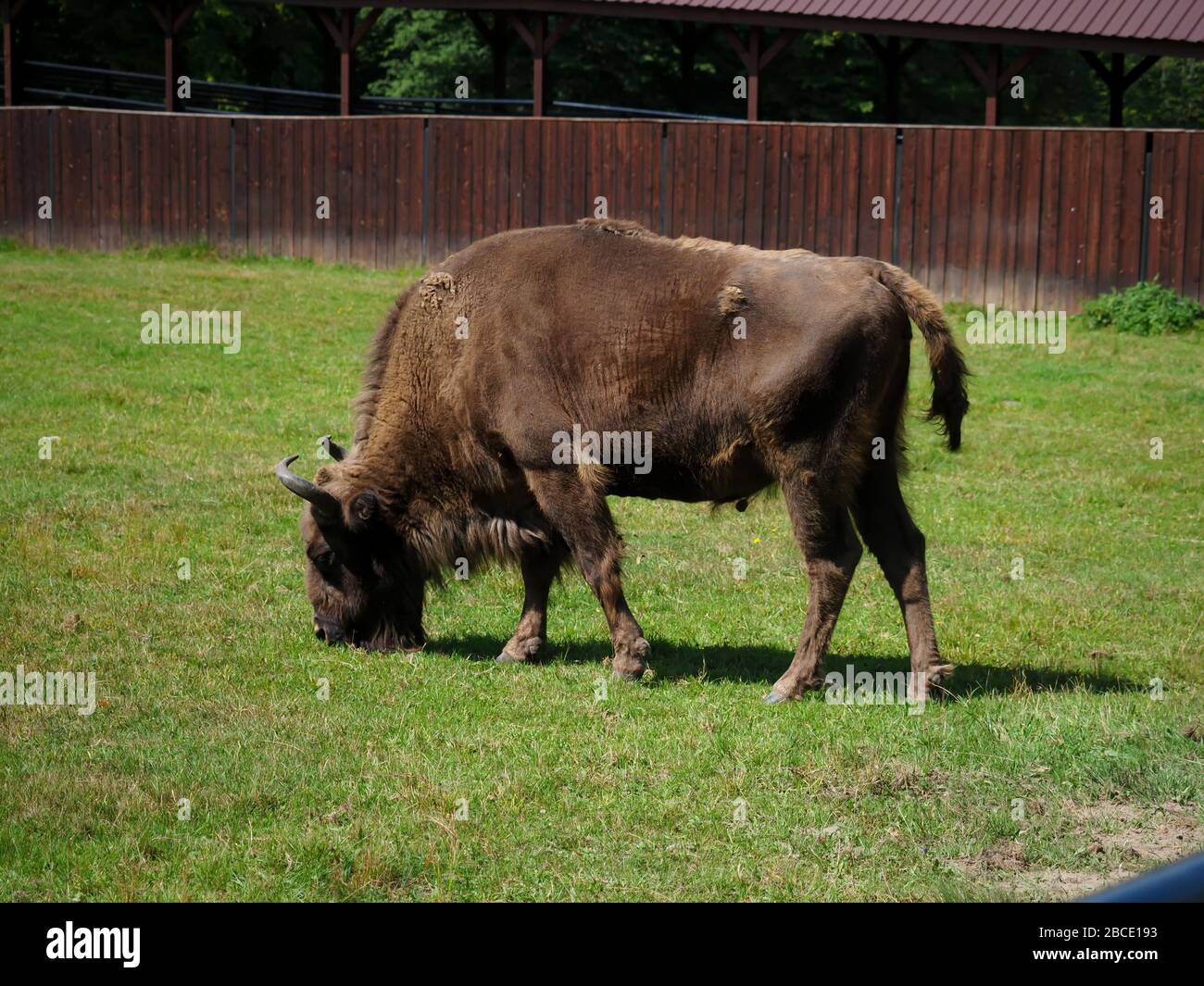 European bisont in a wildlife Polish park Stock Photo - Alamy