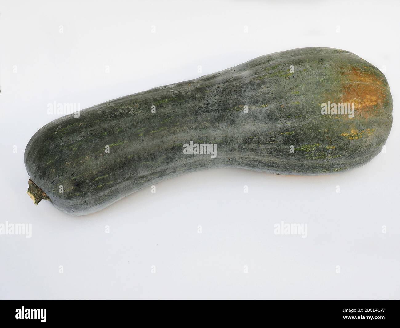 Zucca lunga di Napoli pumkin, Cucurbita Moschata, Italy, Europe Stock ...