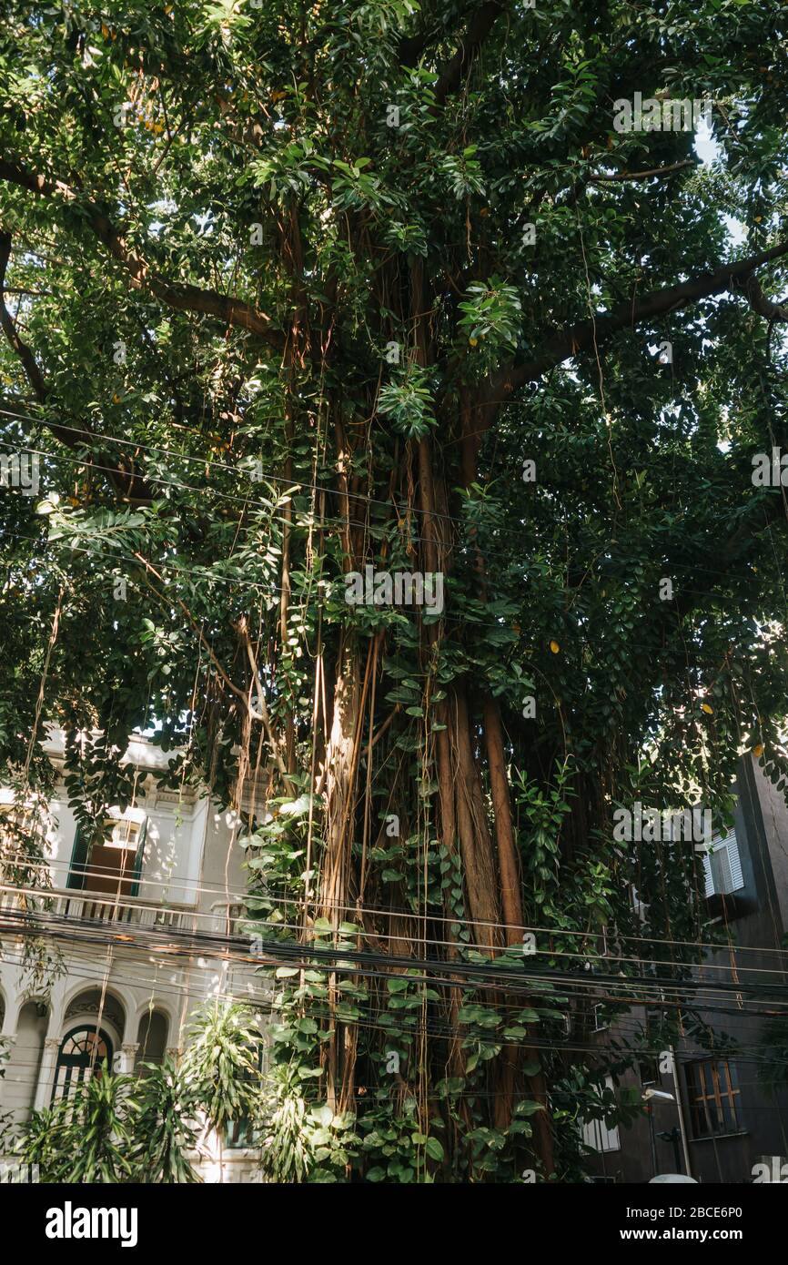 Huge tropical tree growing hi-res stock photography and images - Alamy