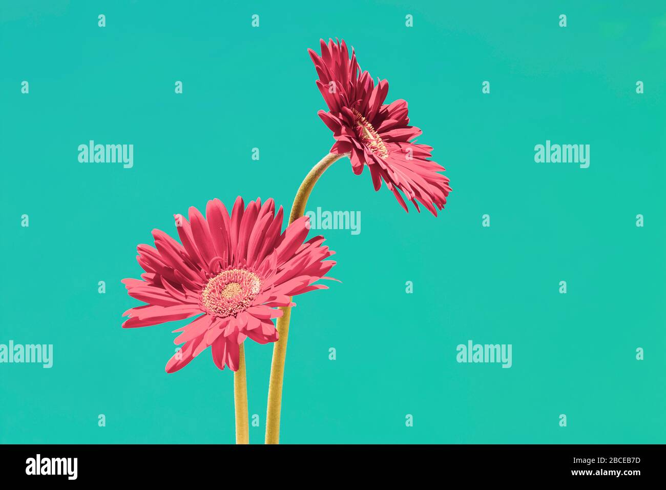 Original flower colors hi-res stock photography and images - Alamy