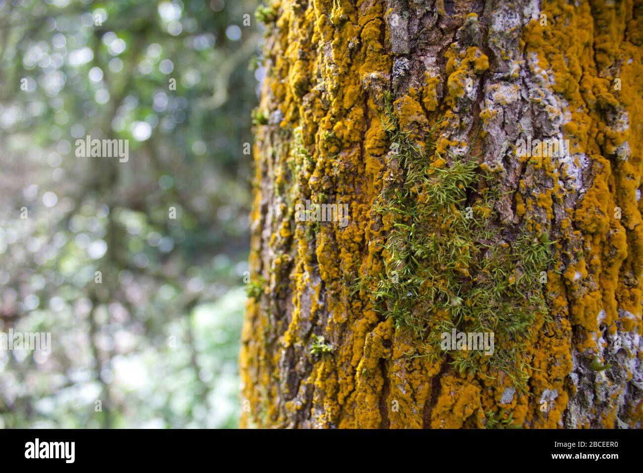 Yellow Moss Covered Tree Stock Photo - Alamy