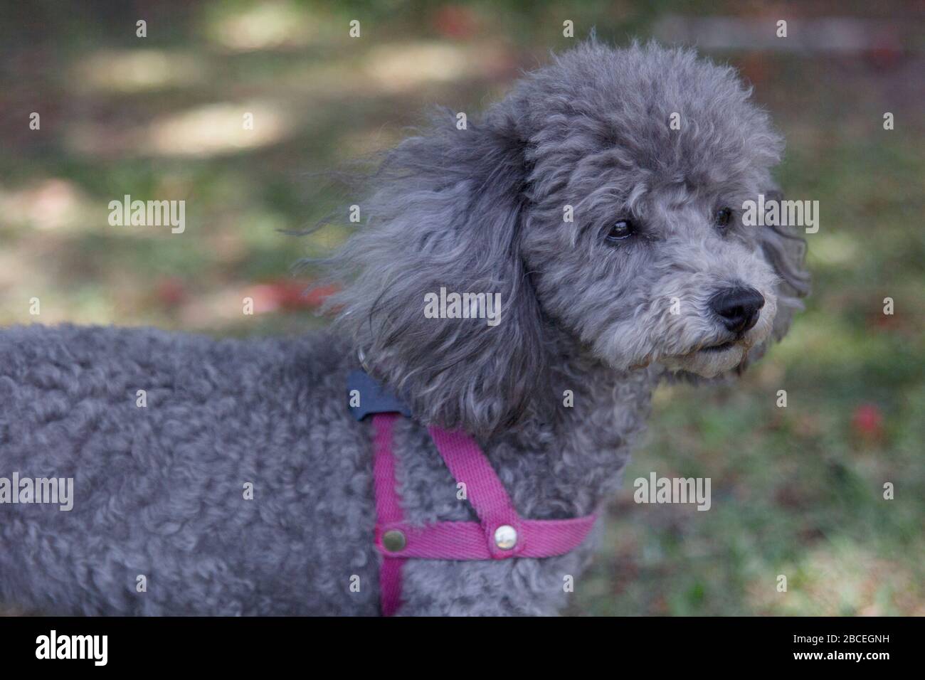 Caniche Dog High Resolution Stock Photography and Images - Alamy