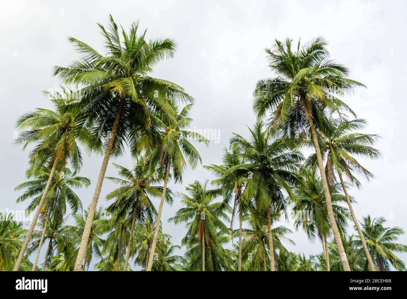 palm grove. Palm trees in the tropical jungle. Symbol of the tropics ...