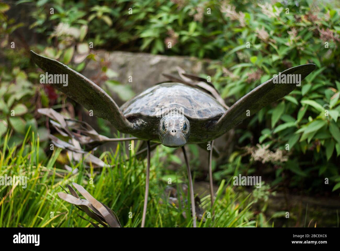 Turtles swimming through kelp hi-res stock photography and images - Alamy