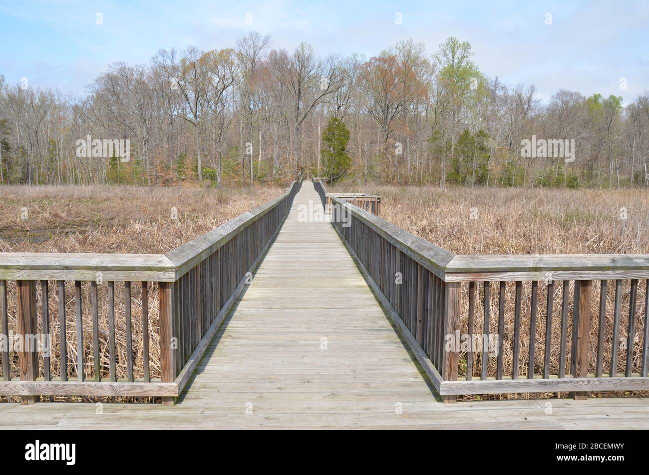wood boardwalk with trees and brown plants in wetland Stock Photo - Alamy