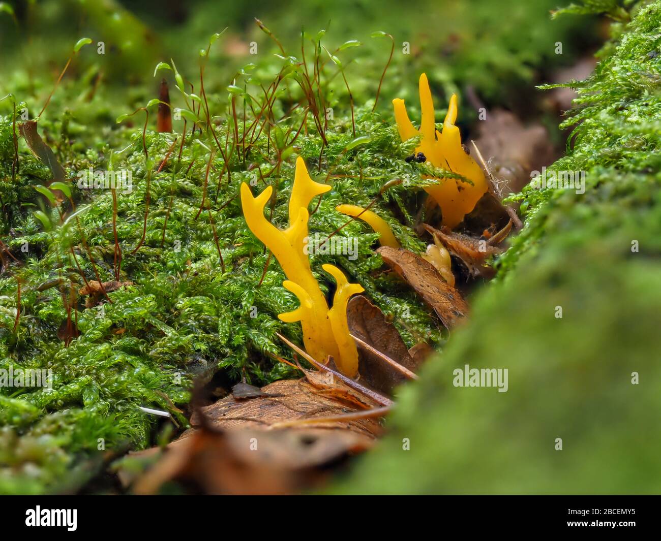 Yellow Stag's Horn Fungus (Calocera viscosa Stock Photo - Alamy