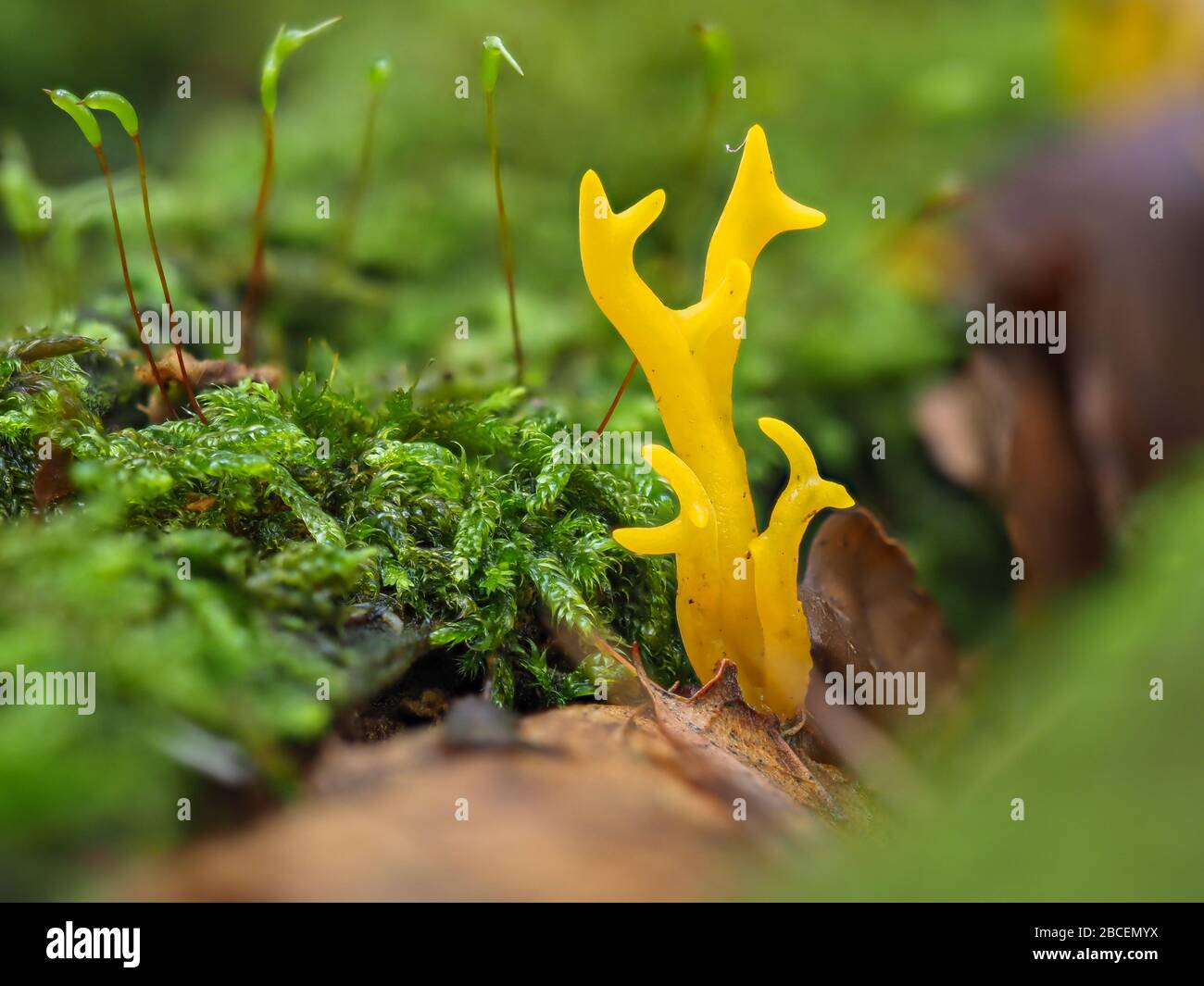 Stag horn mushroom hi-res stock photography and images - Alamy