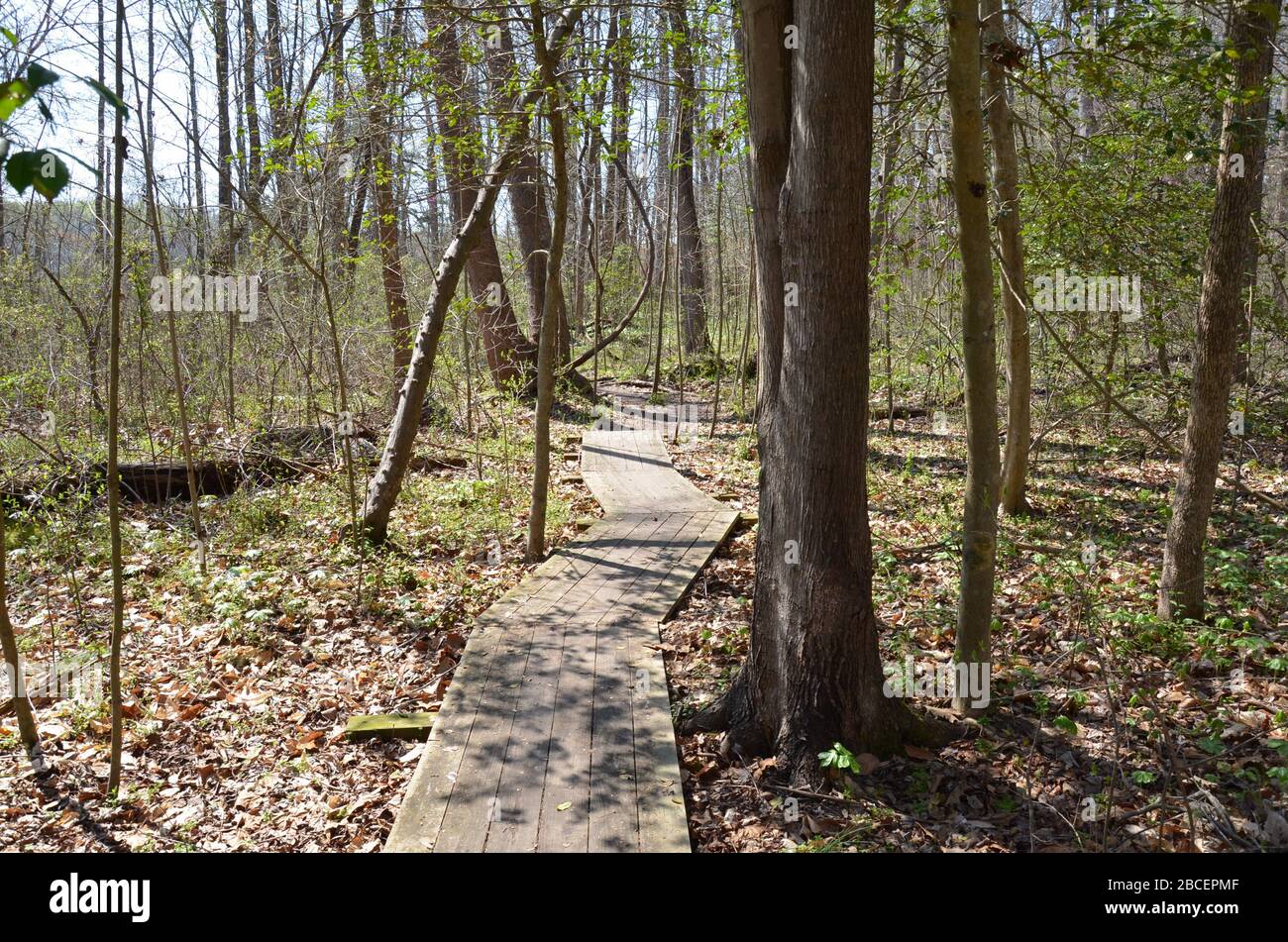 wood boardwalk or trail with trees in forest or woods Stock Photo - Alamy