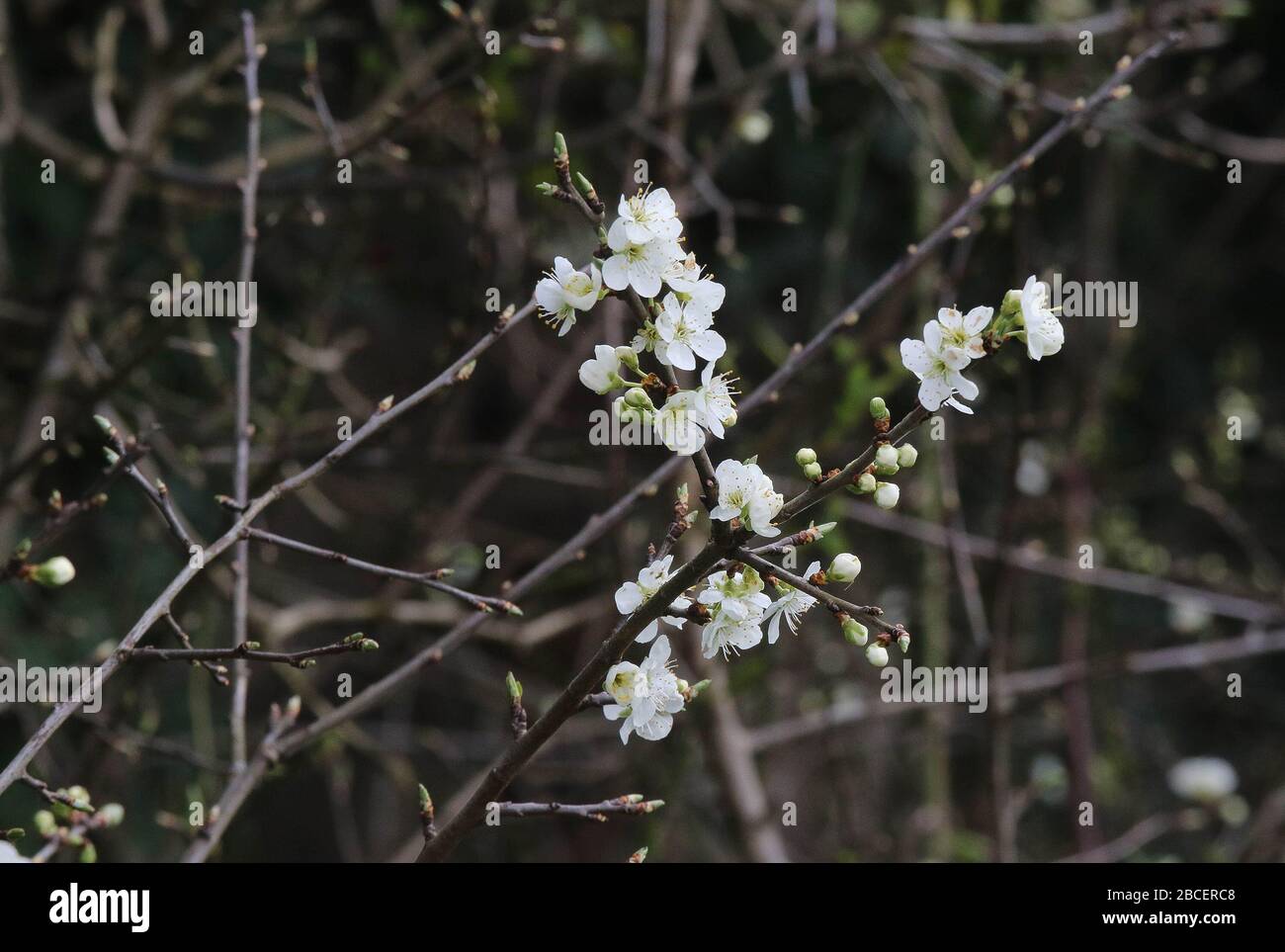 Magheralin hi-res stock photography and images - Alamy