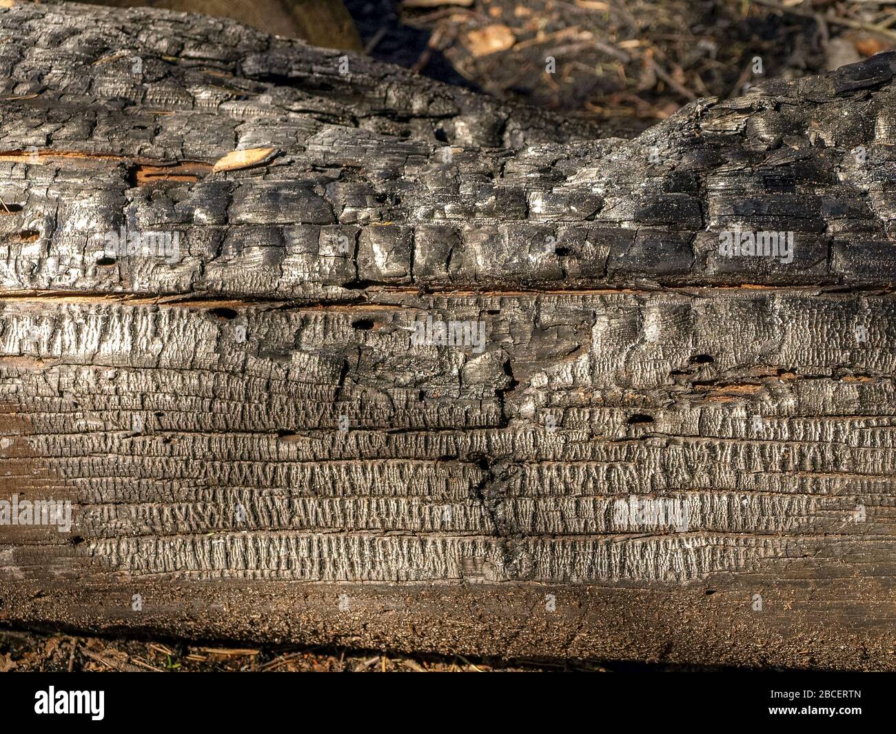 abstract picture with burnt wood texture, large wooden log Stock Photo ...