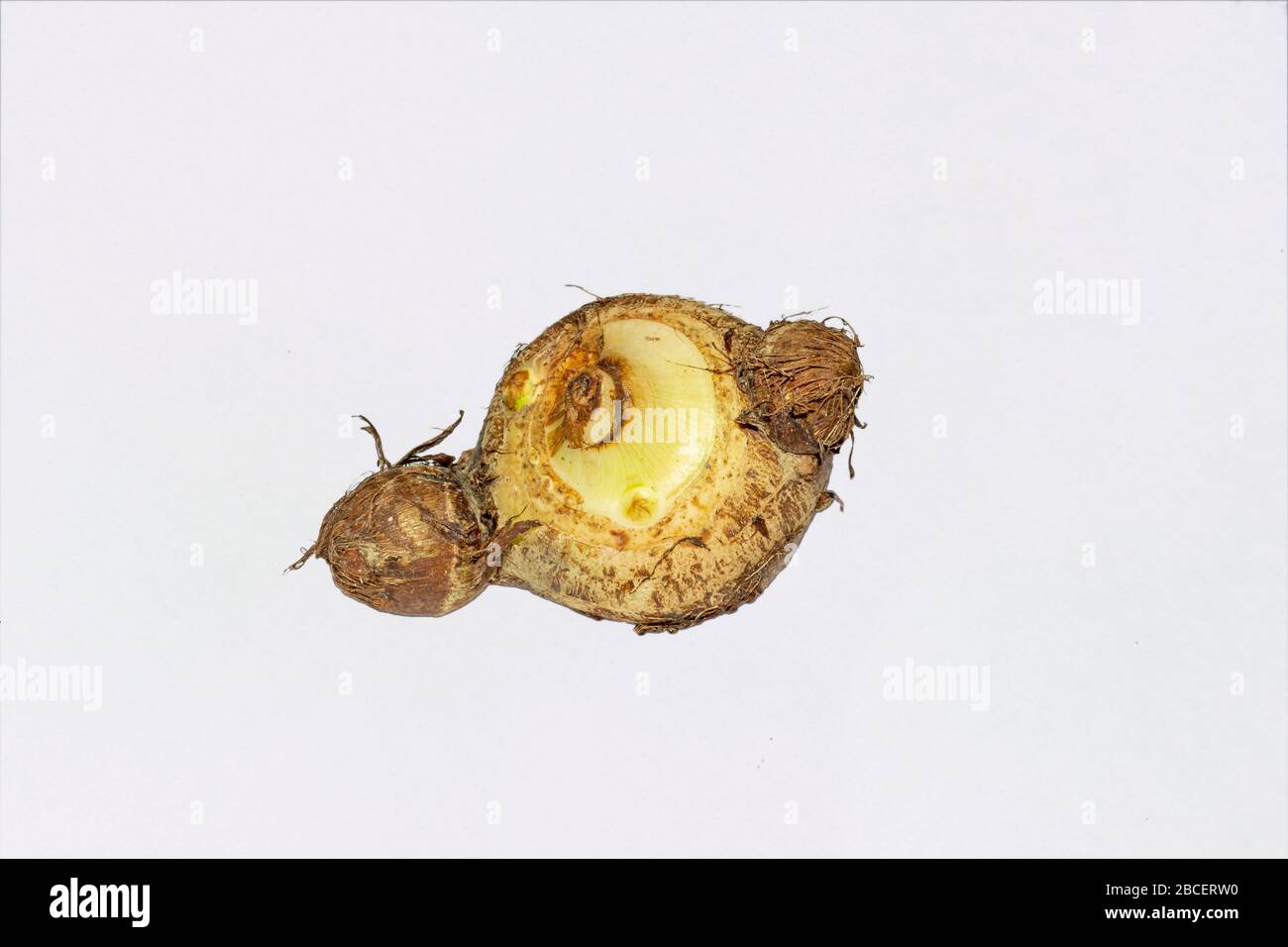Taro Roots High Resolution Stock Photography and Images - Alamy