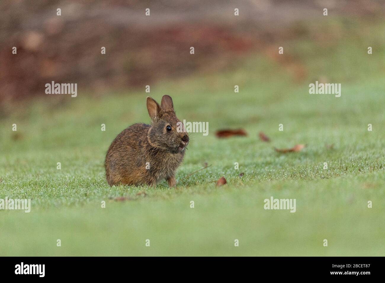 Baby marsh rabbit hi-res stock photography and images - Alamy