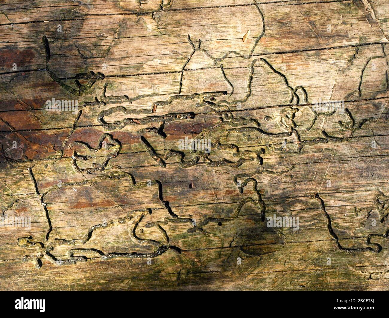 abstract picture with insect-carved texture, large wooden log Stock ...