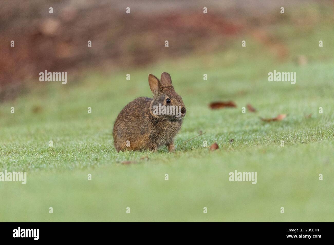 Baby Florida Marsh Rabbit Sylvilagus palustris on a patch of green ...