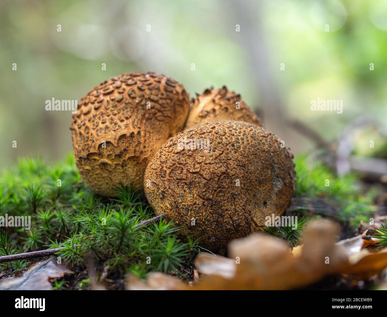Scleroderma vulgare hi-res stock photography and images - Alamy