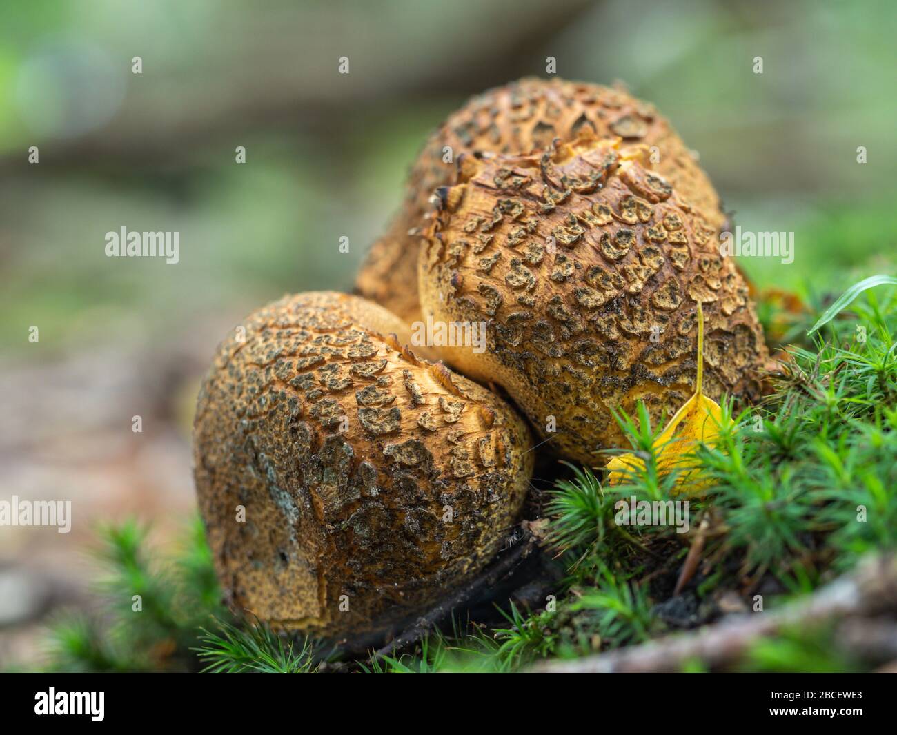 Common Earthball, Scleroderma citrinum Stock Photo - Alamy