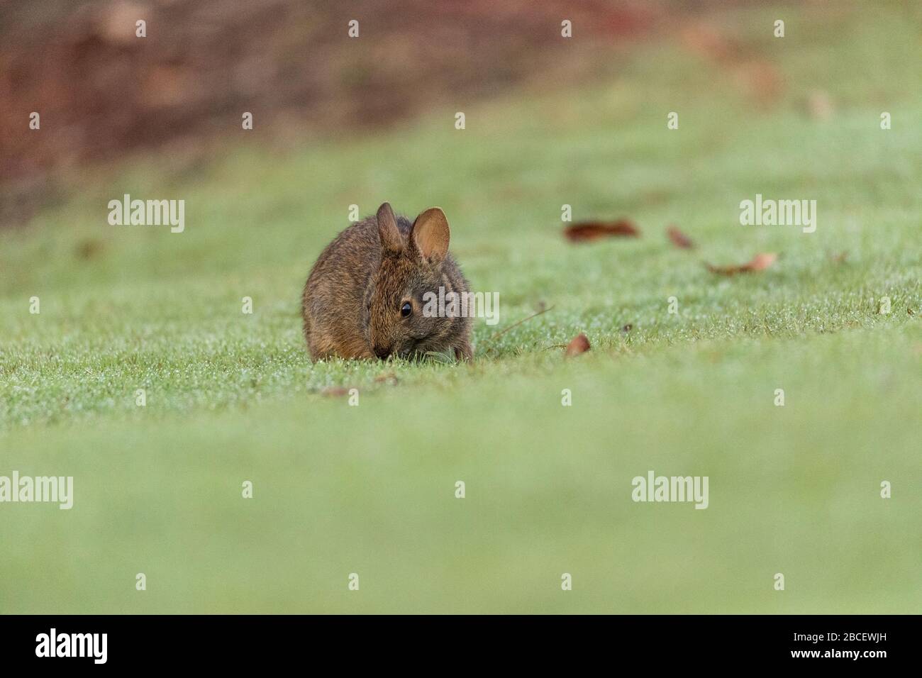 Baby Florida Marsh Rabbit Sylvilagus palustris on a patch of green ...