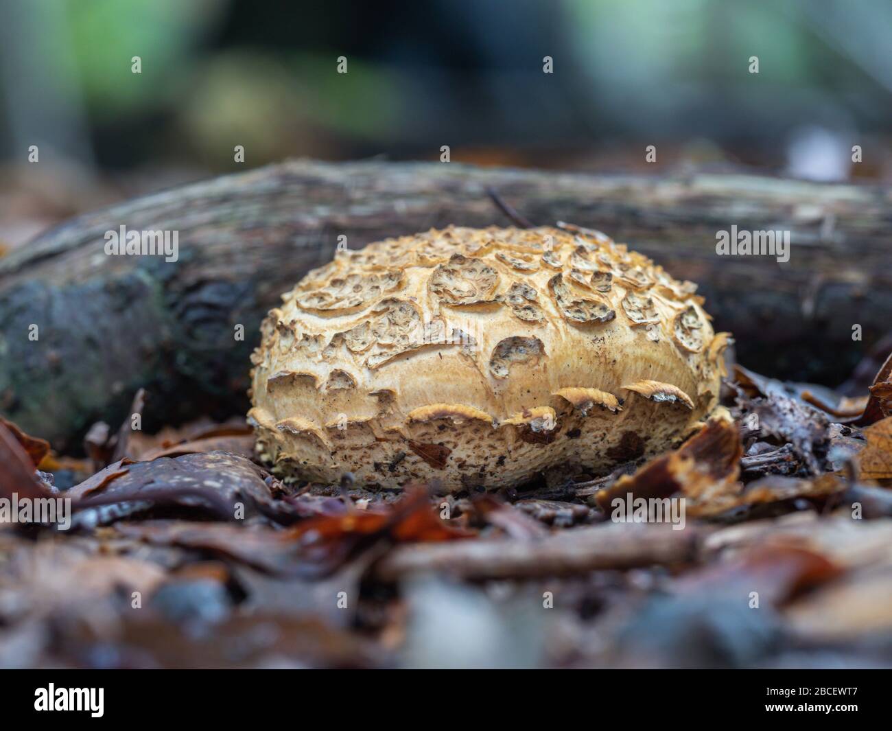 Scleroderma vulgare hi-res stock photography and images - Alamy