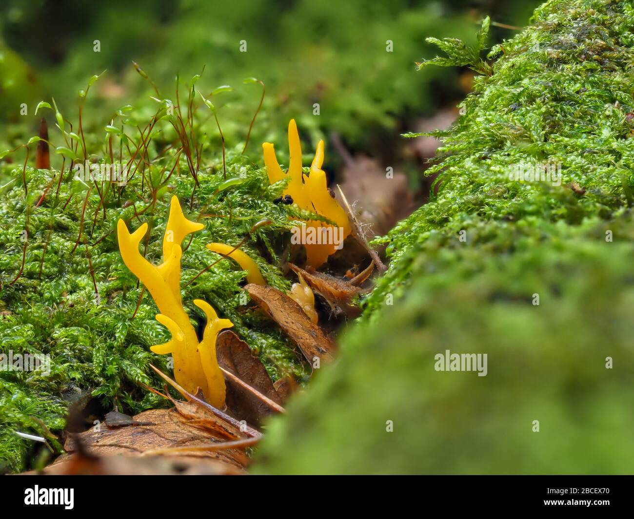 Yellow Stag's Horn Fungus (Calocera viscosa Stock Photo - Alamy