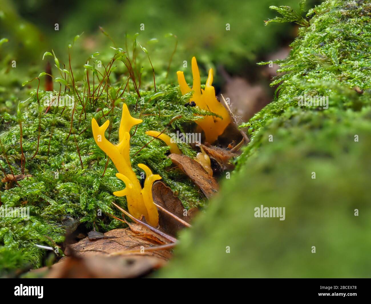 Stag horn mushroom hi-res stock photography and images - Alamy