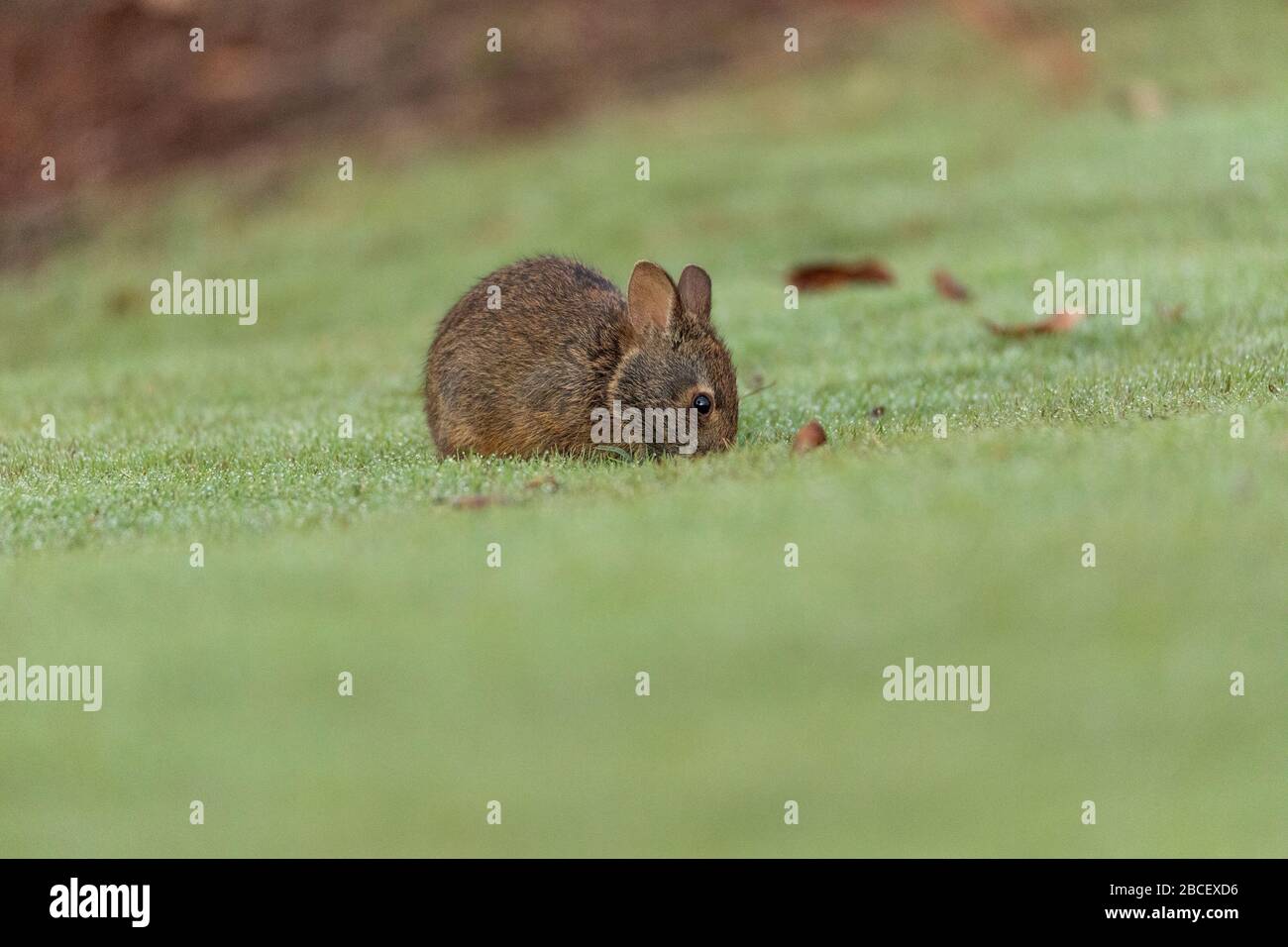Sylvilagus Palustris High Resolution Stock Photography and Images - Alamy